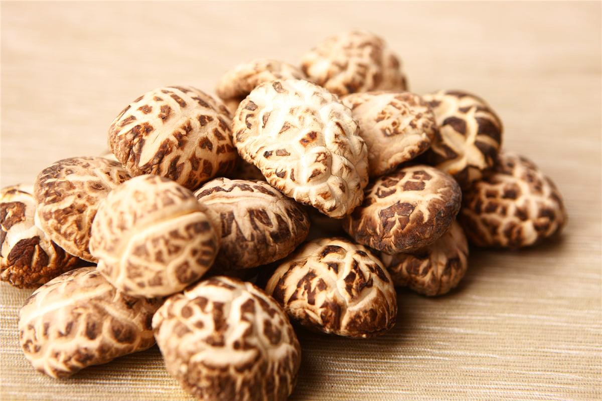 Home – Myxo Company